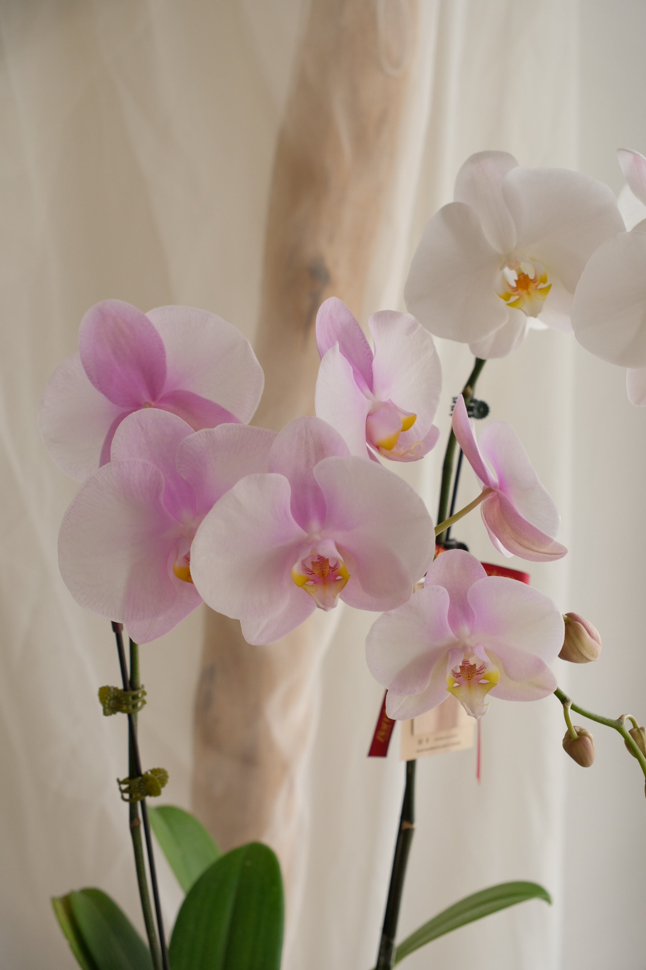 Baby Love Essentials Hamper - Perfect Newborn Gift | Bamboo Green ...