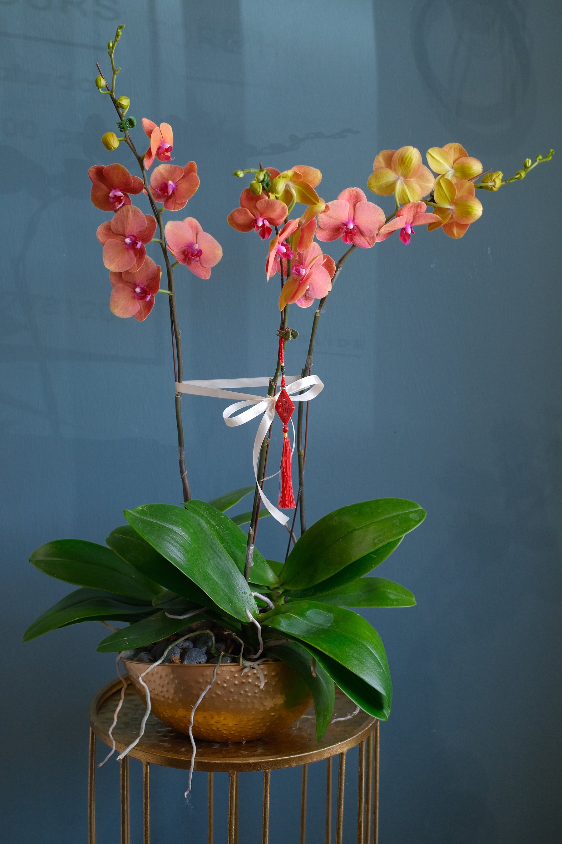 Orange Phalaenopsis Orchid- Special for CNY 2025 & Hari Raya| Orchid ...