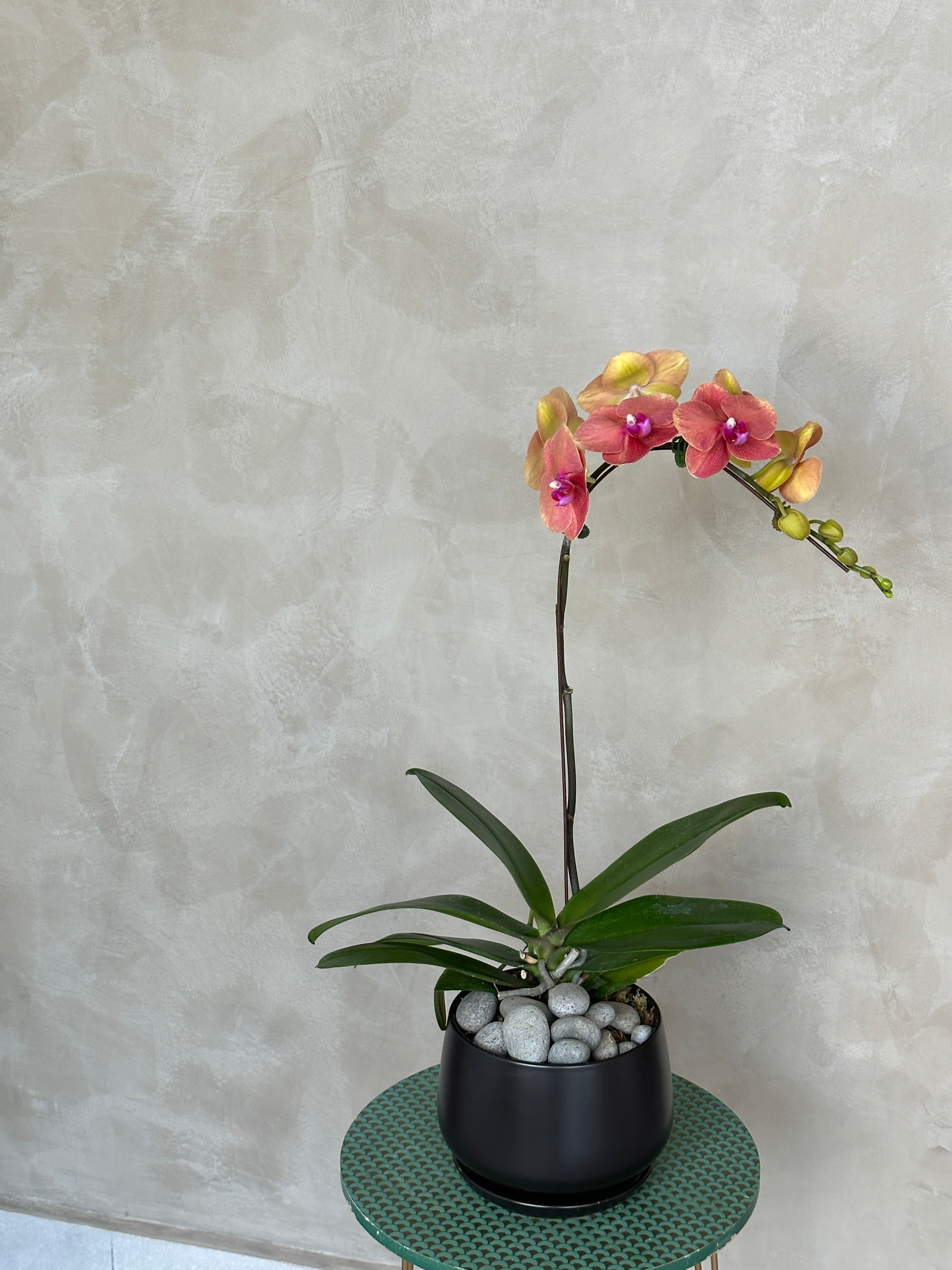 Orange Phalaenopsis Orchid- Special for CNY 2025 & Hari Raya| Orchid ...